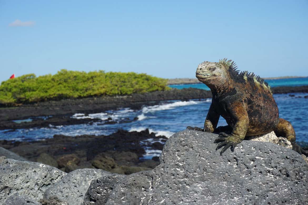 Ecuador - Grateful Gnomads